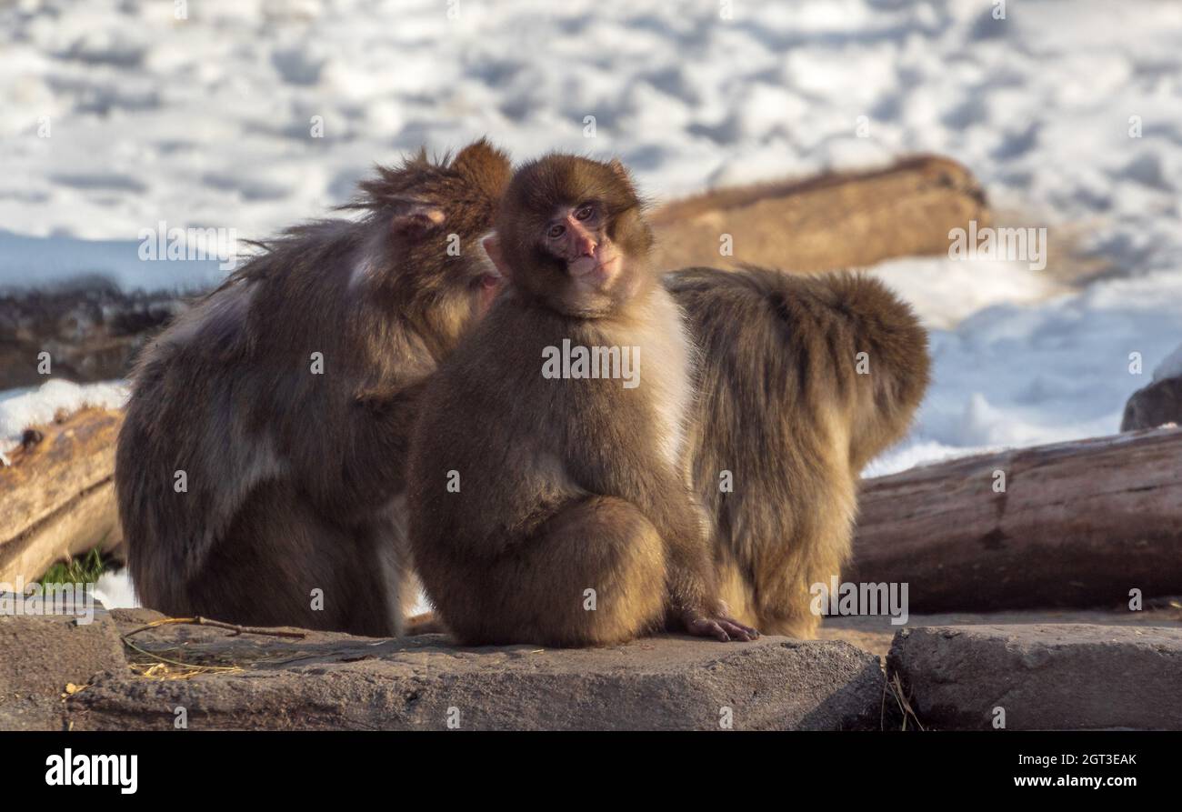 Monkey Sitting On Rock Stock Photo - Alamy