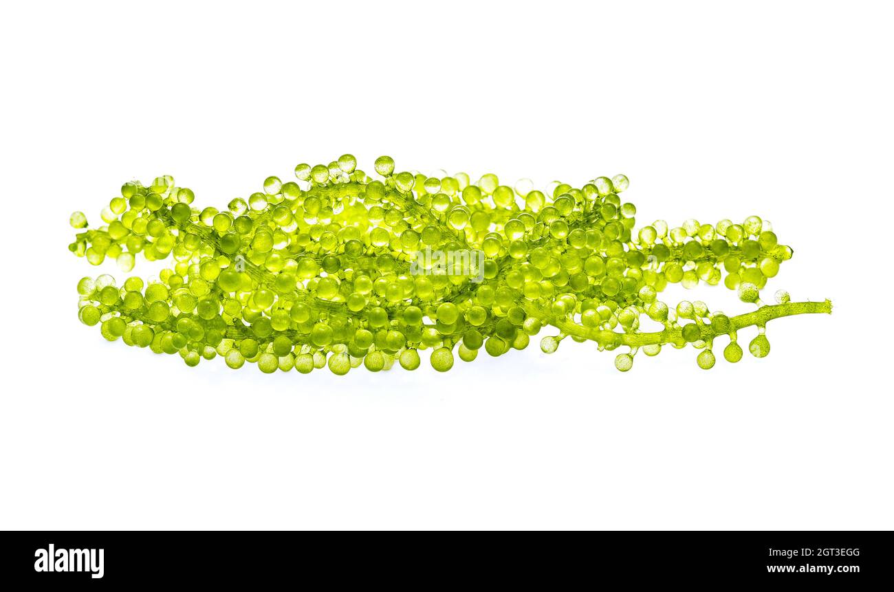 Caulerpa Lentillifera High Resolution Stock Photography and Images - Alamy
