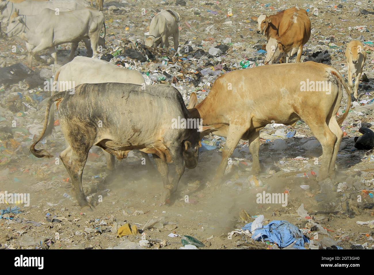 Field of plastic waste hi-res stock photography and images - Alamy