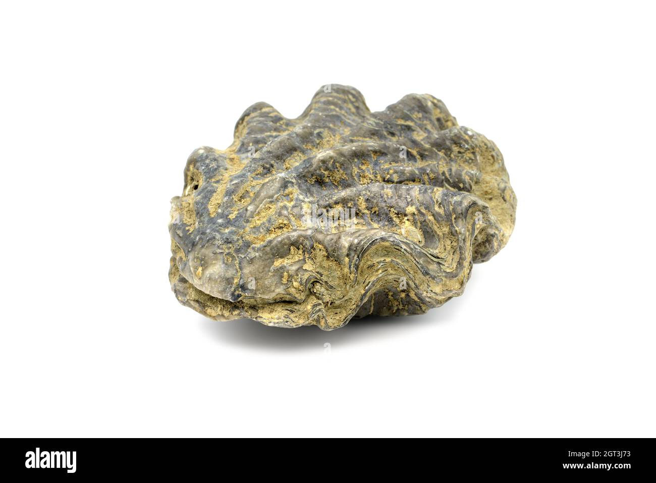 Fossil oyster hi-res stock photography and images - Alamy