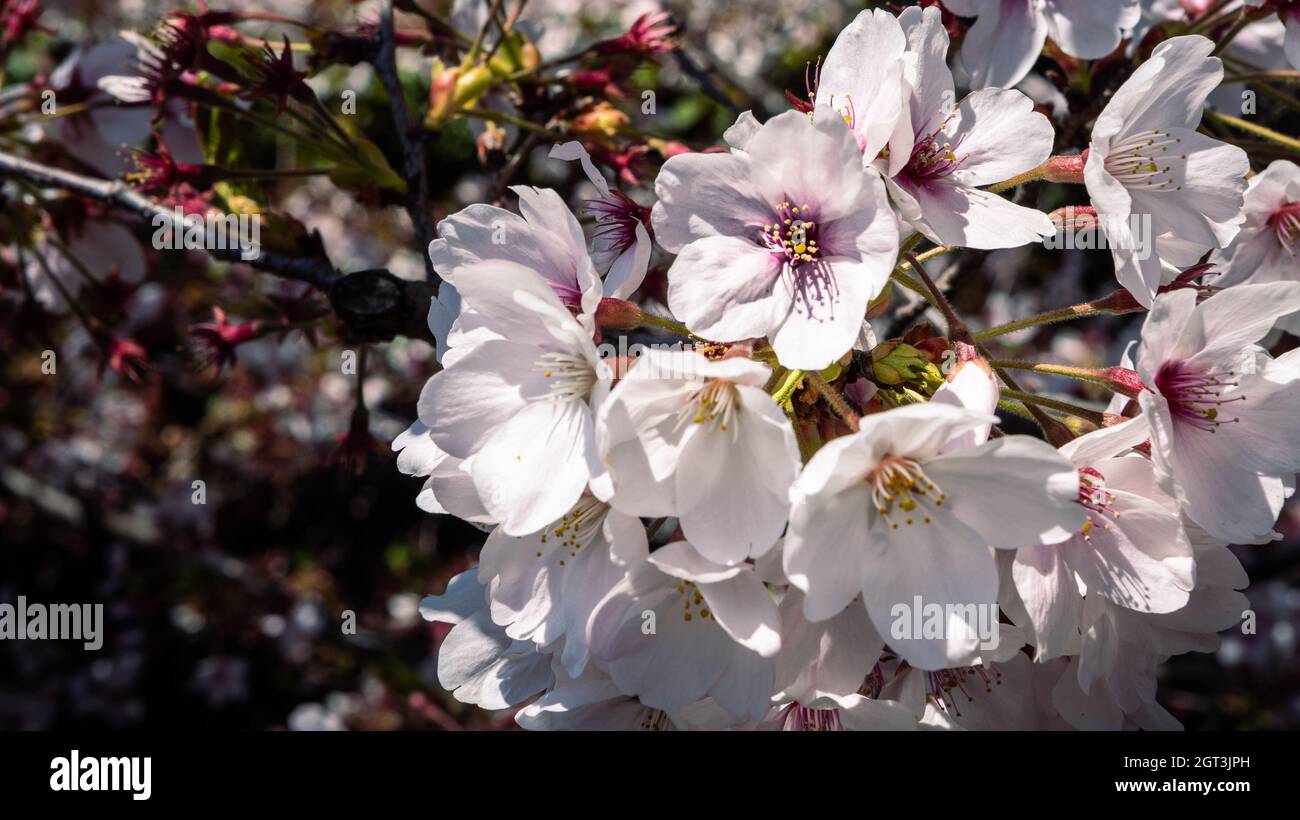 Beautiful pink cherry trees blooming extravagantly a nature scene ...