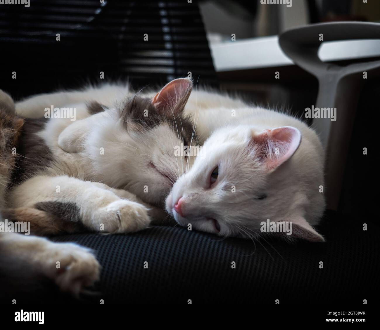 People hugging cats hi-res stock photography and images - Alamy