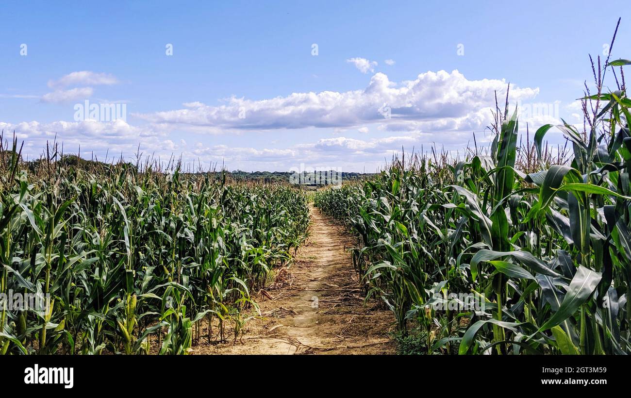 Plant Maze High Resolution Stock Photography and Images - Alamy