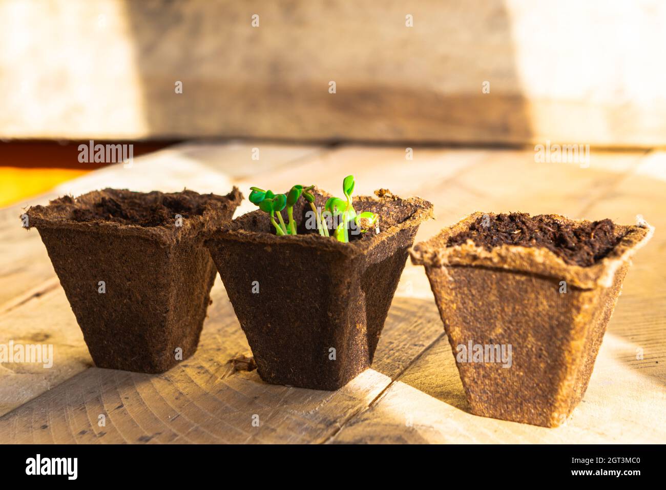 Biodegradable plants hi-res stock photography and images - Alamy