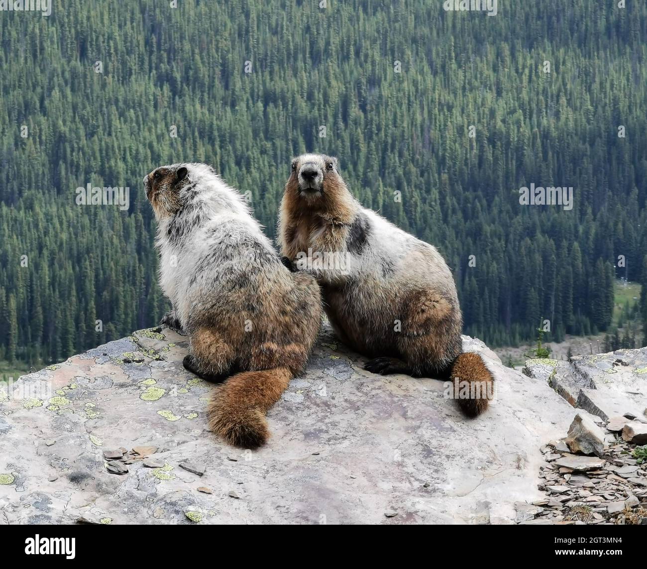 Family of marmots hi-res stock photography and images - Alamy
