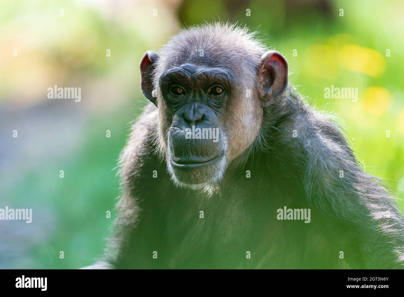 Furuvik zoo hi-res stock photography and images - Alamy