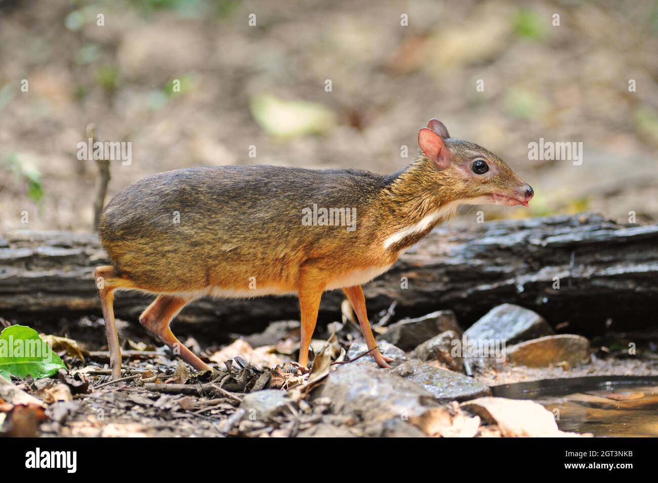 Deer mouse in field hi-res stock photography and images - Alamy