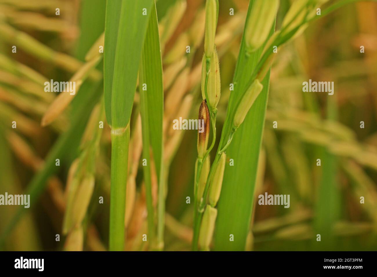 Close Up Rice Panicle High Resolution Stock Photography and Images - Alamy