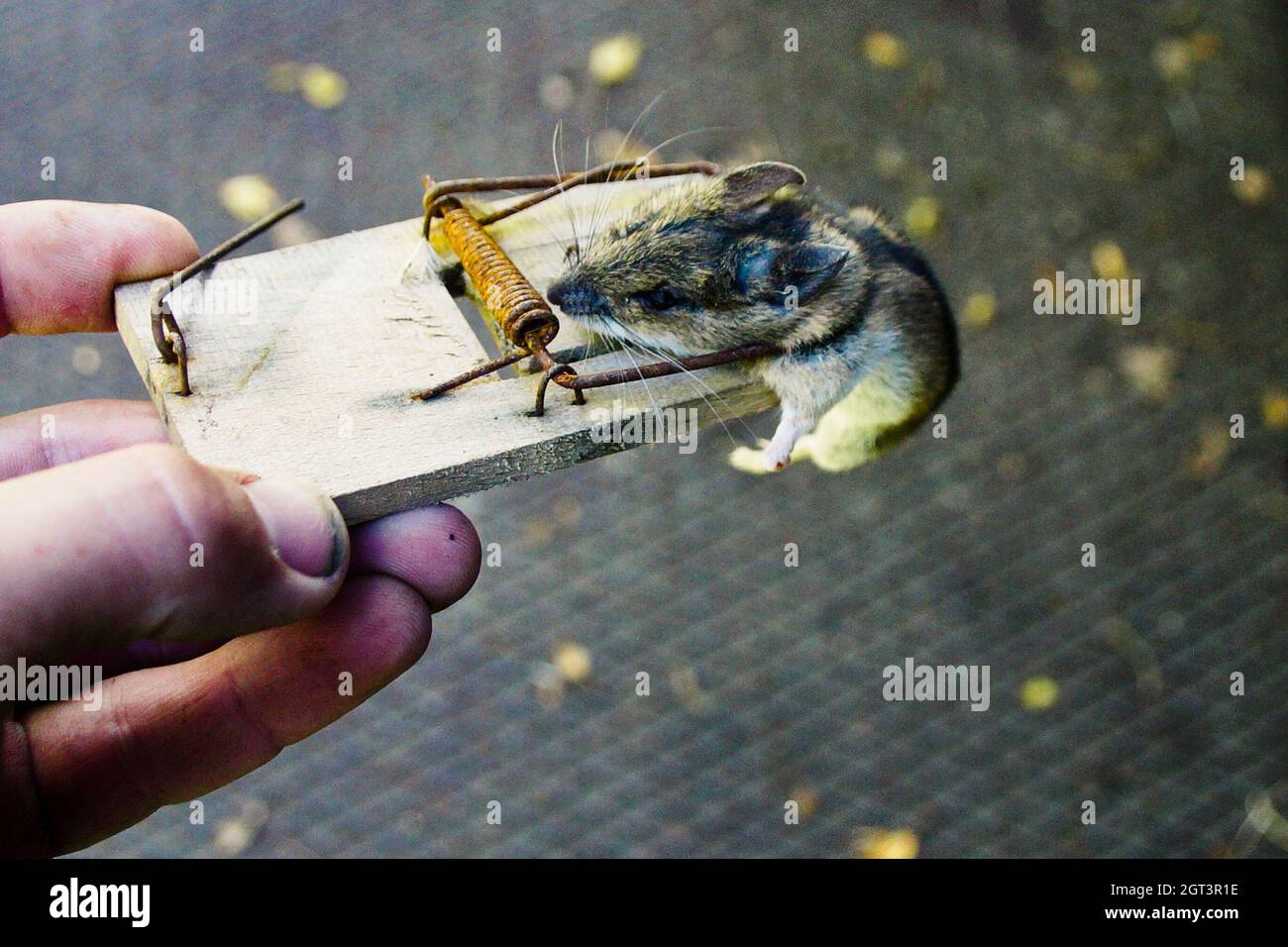 Pitfall germany hi-res stock photography and images - Alamy