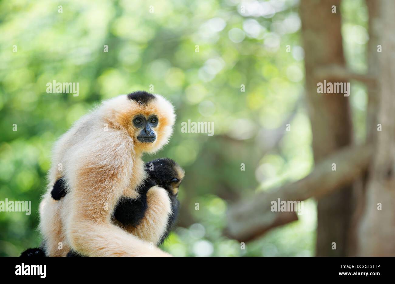 Mother and baby gibbon hi-res stock photography and images - Alamy