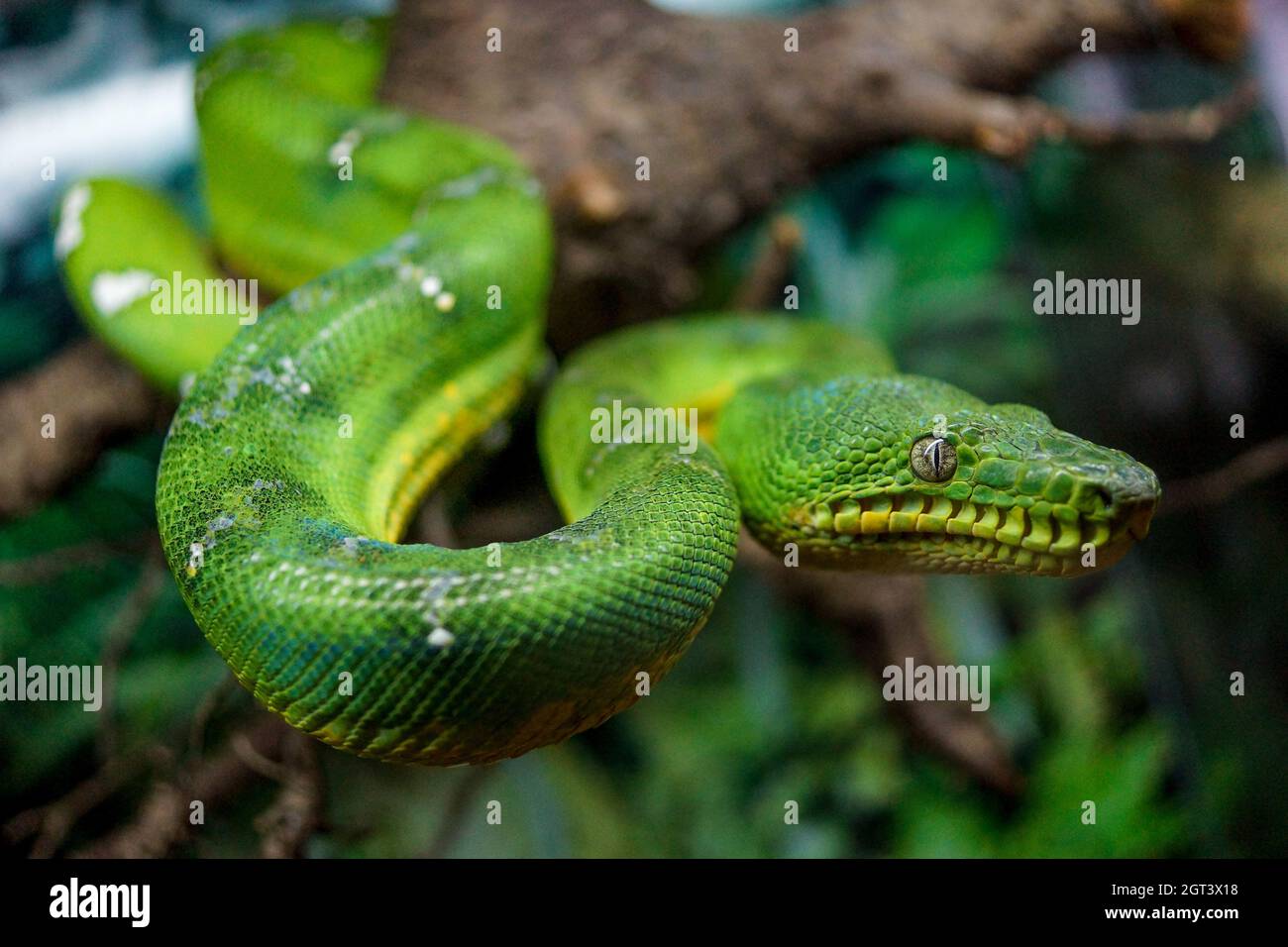 Green snake camouflage hi-res stock photography and images - Alamy