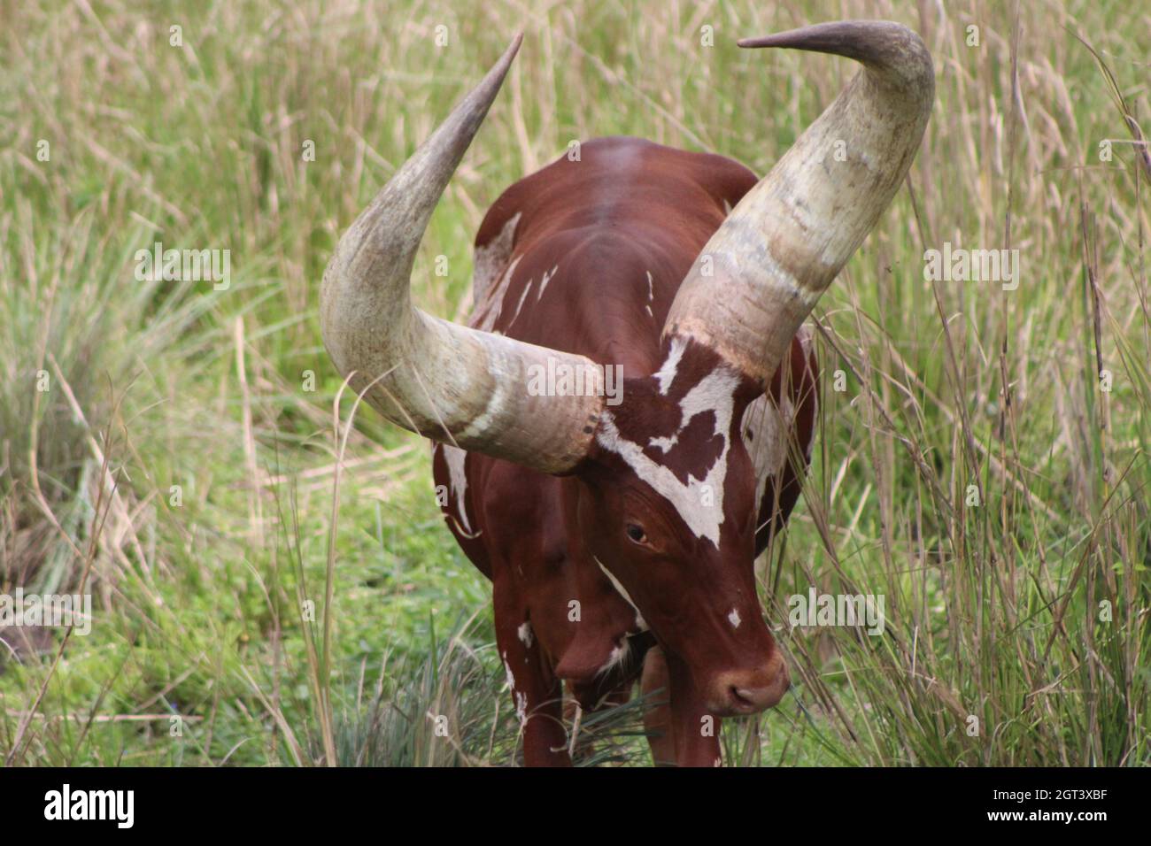 Ankole Cattle High Resolution Stock Photography and Images - Alamy