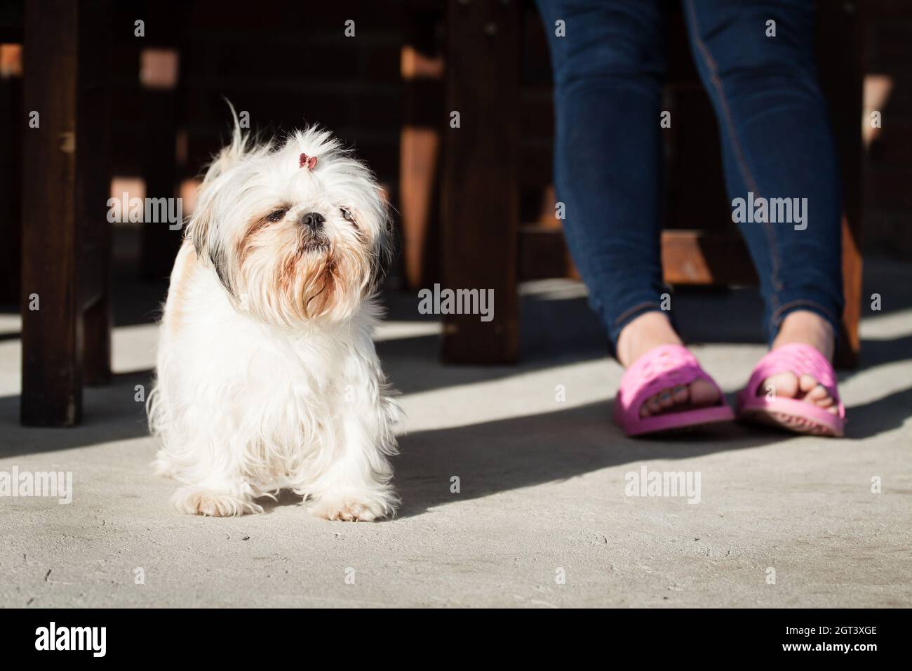 Siting With Dog High Resolution Stock Photography and Images - Alamy