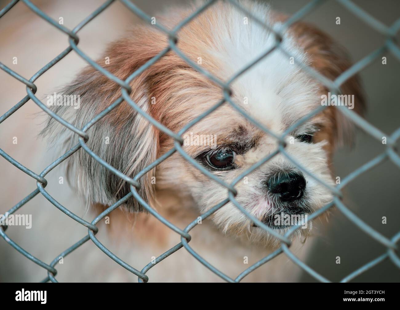 Is locked in a cage hi-res stock photography and images - Alamy