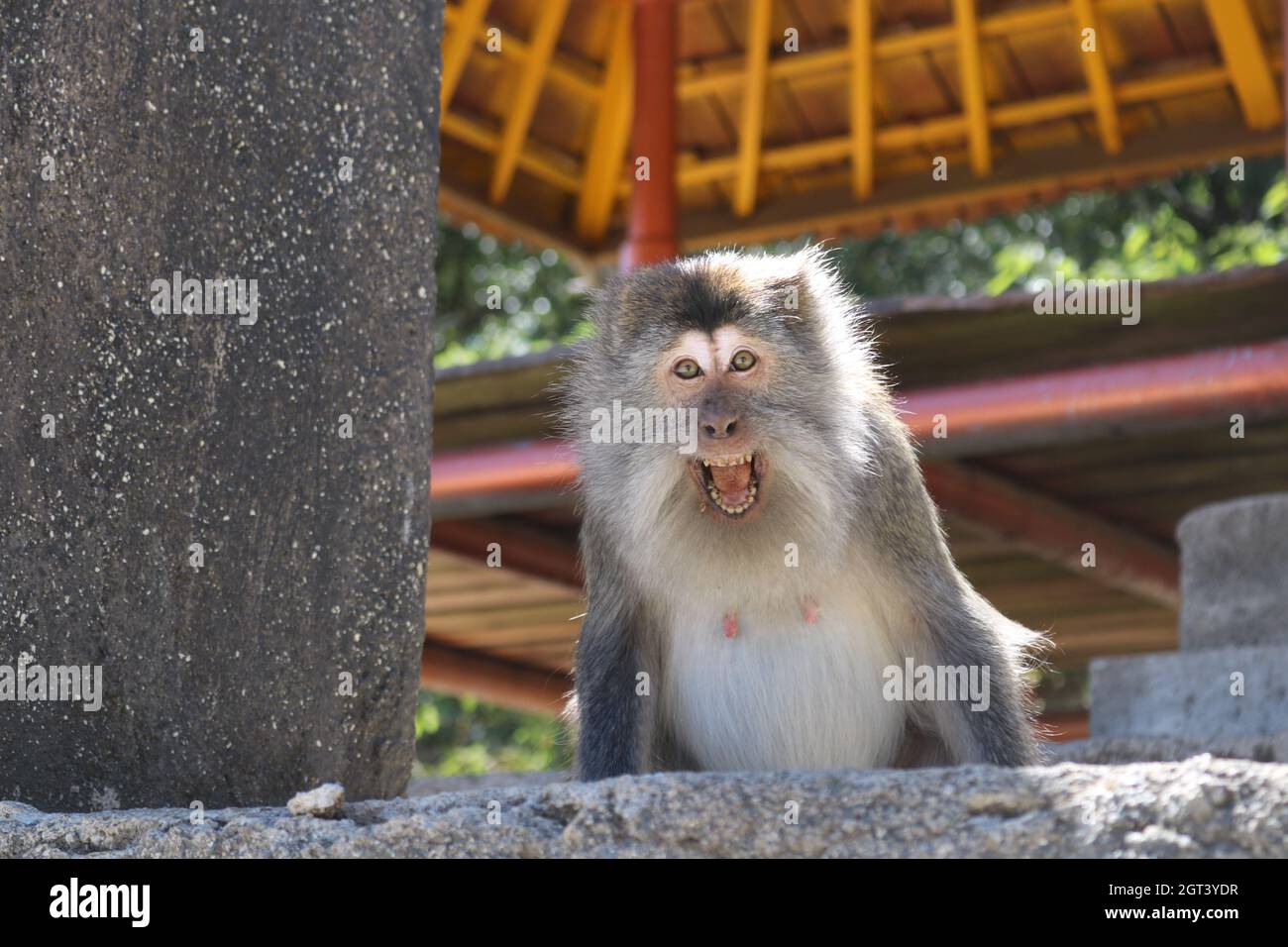 Lombok monkeys hi-res stock photography and images - Alamy