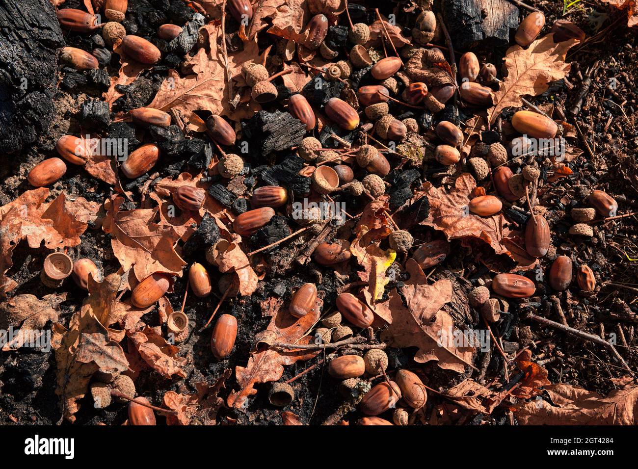fallen acorns against the background of ash from a burnt tree Stock ...