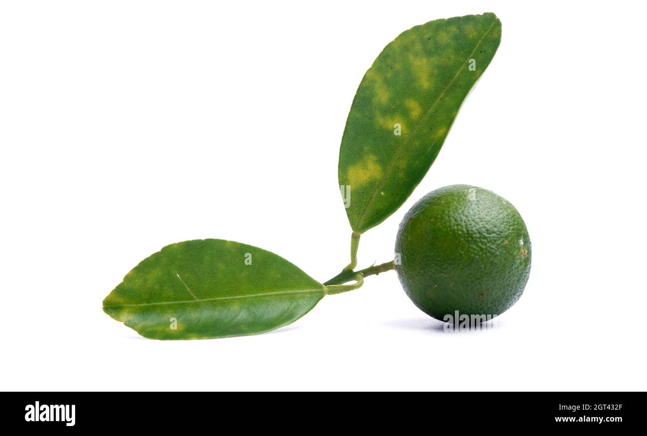 Calamansi fruit hi-res stock photography and images - Alamy