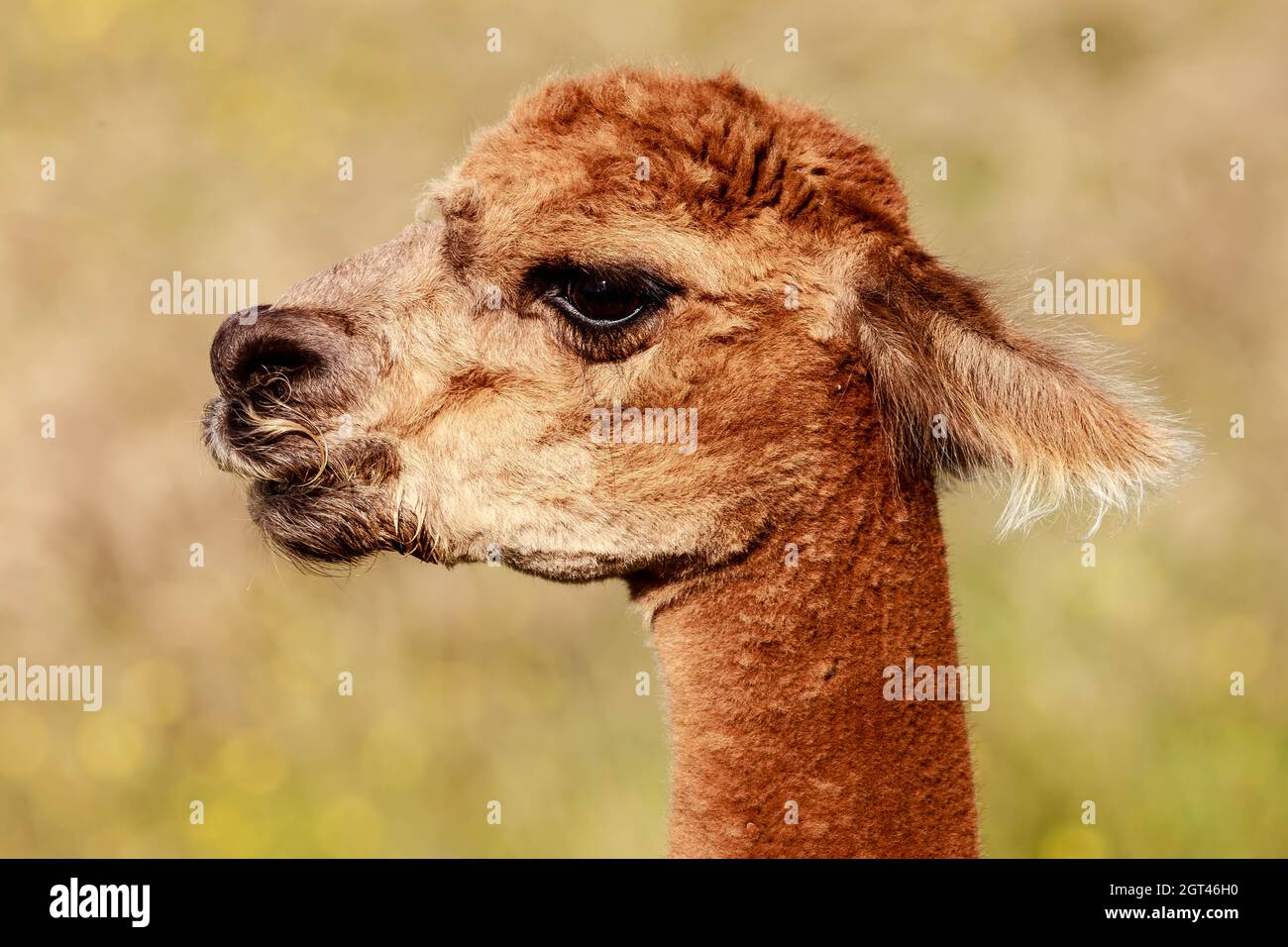 Profile llama animal head hi-res stock photography and images - Alamy
