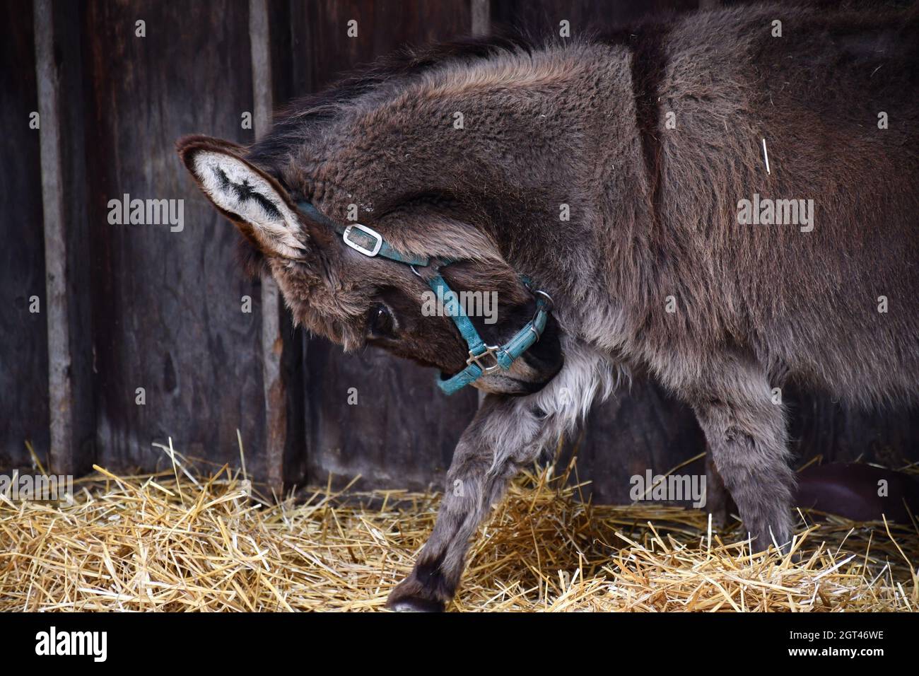 Donkey scratching hi-res stock photography and images - Alamy