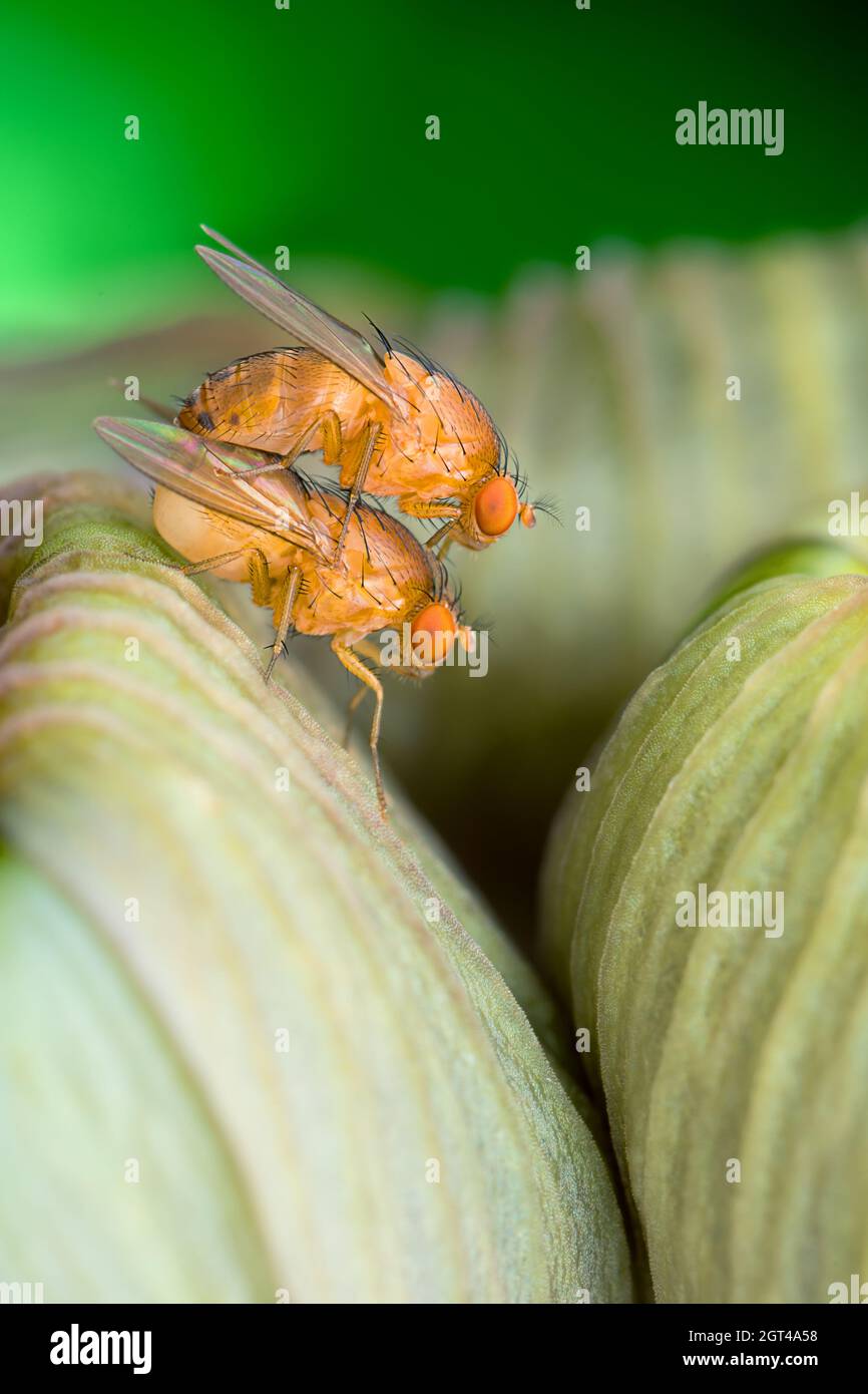 Fruit flies mating hi-res stock photography and images - Alamy