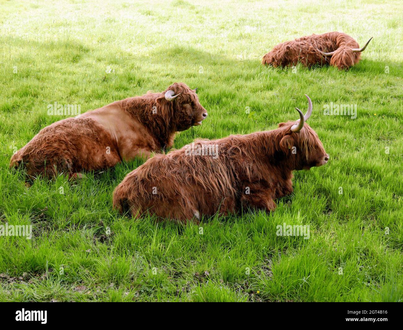 Highland Cows In A Field Stock Photo - Alamy