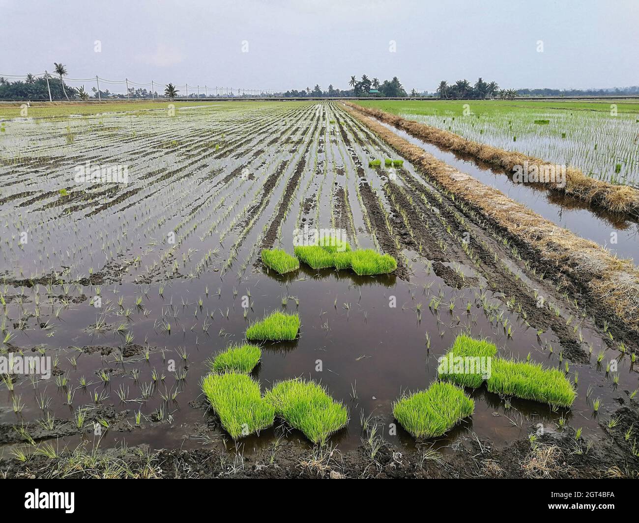 Sekinchan Paddy Field | Sekinchan Attractions / Sekinchan Trip – DNHQH