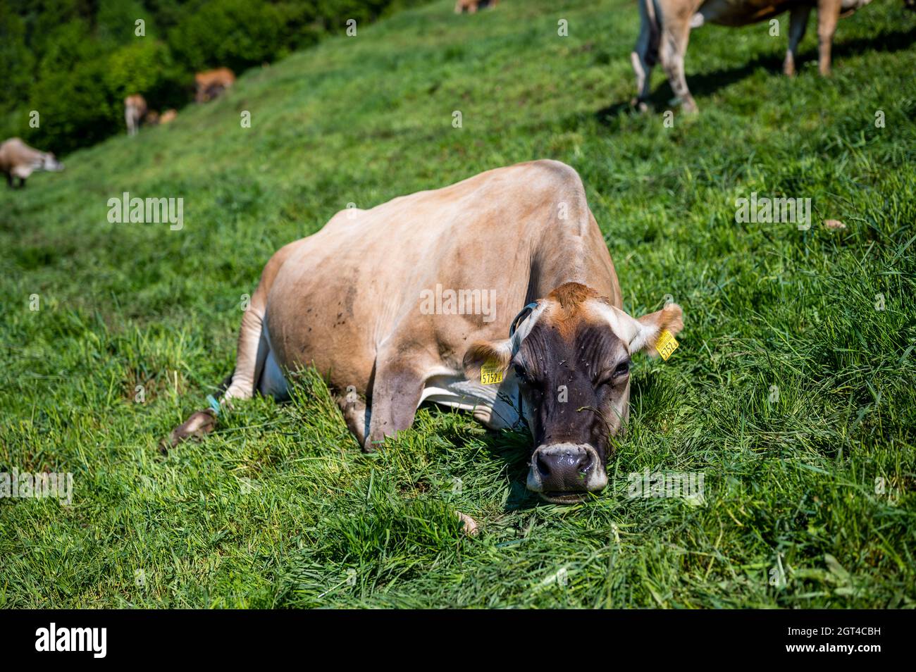 Two dairy cows switzerland hi-res stock photography and images - Alamy