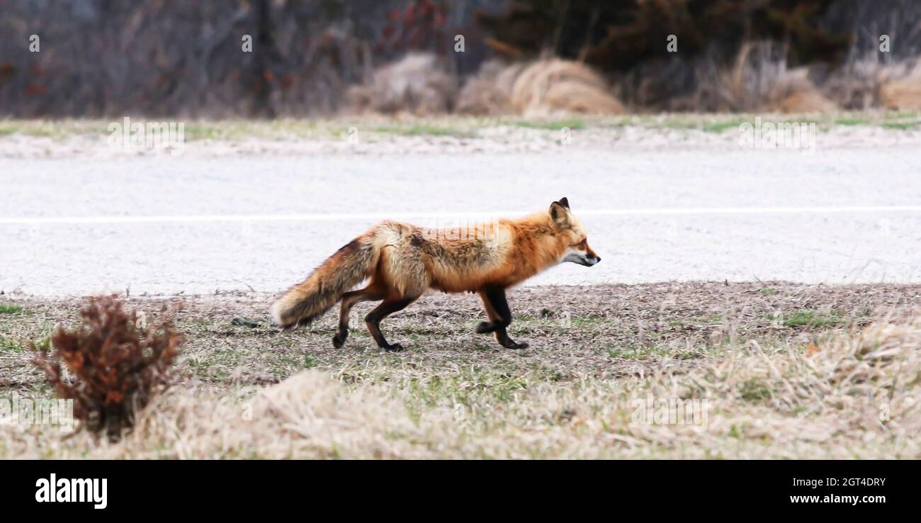 Side view red fox running hi-res stock photography and images - Alamy