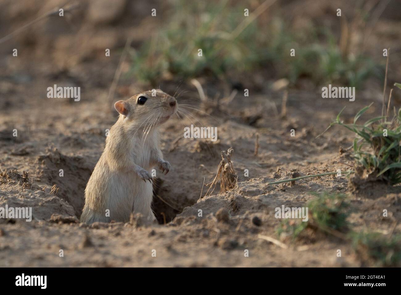 Jird desert hi-res stock photography and images - Alamy