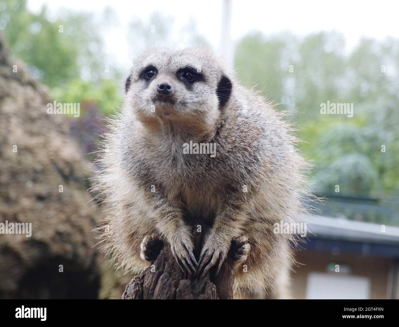 Meerkat paw hi-res stock photography and images - Alamy