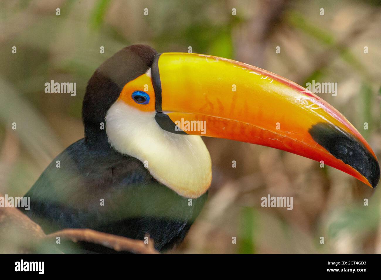 Tucano people hi-res stock photography and images - Alamy