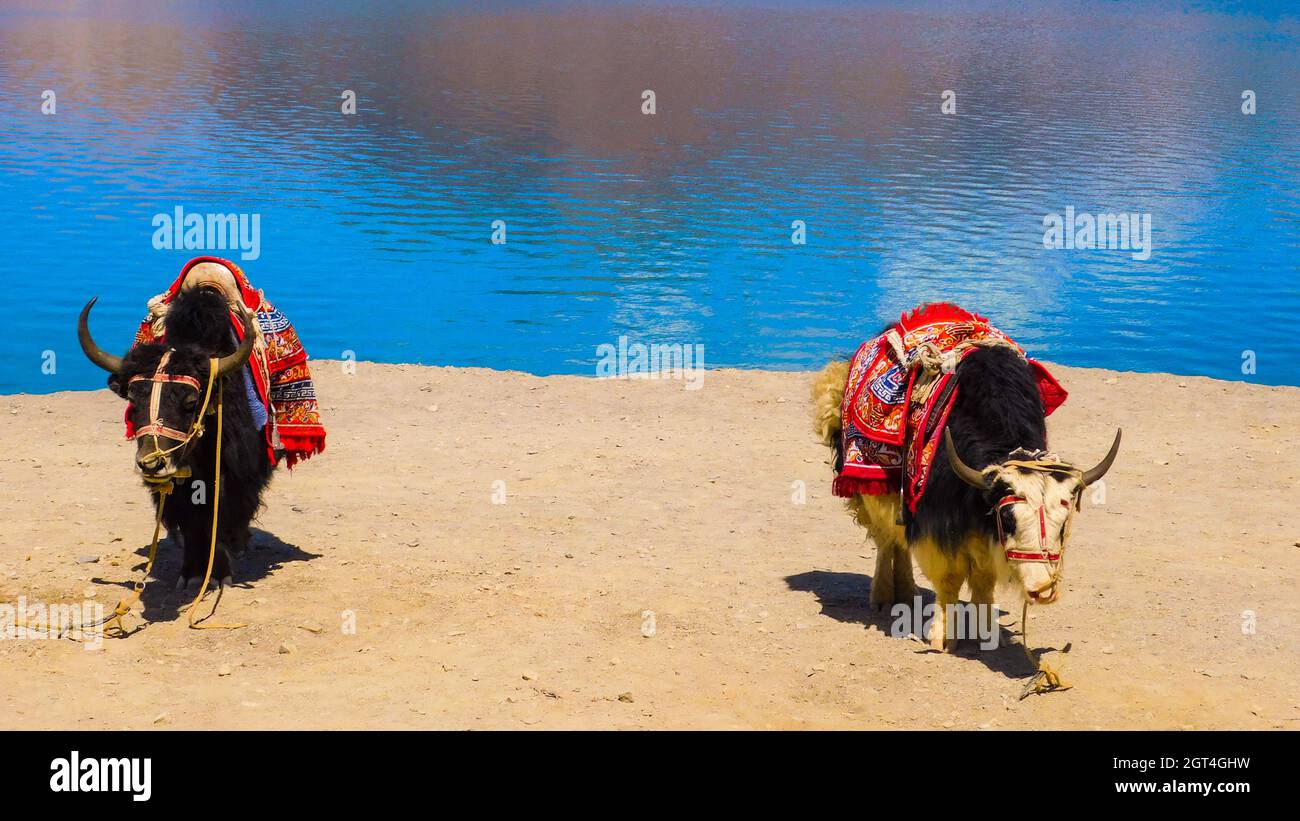 Pang gong lake hi-res stock photography and images - Alamy