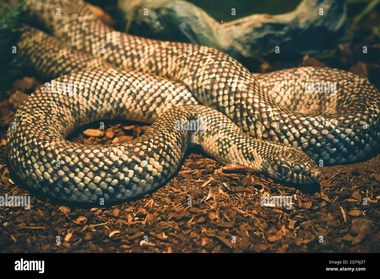 Snake mackerel hi-res stock photography and images - Alamy
