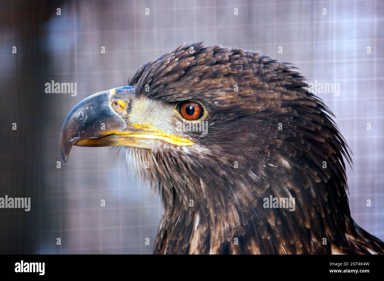Wolf hawk hi-res stock photography and images - Alamy