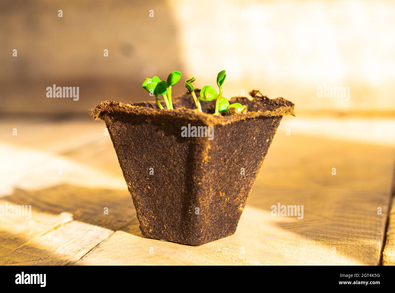 Green Fresh Plants In The Biodegradable Pot On Wooden Background ...