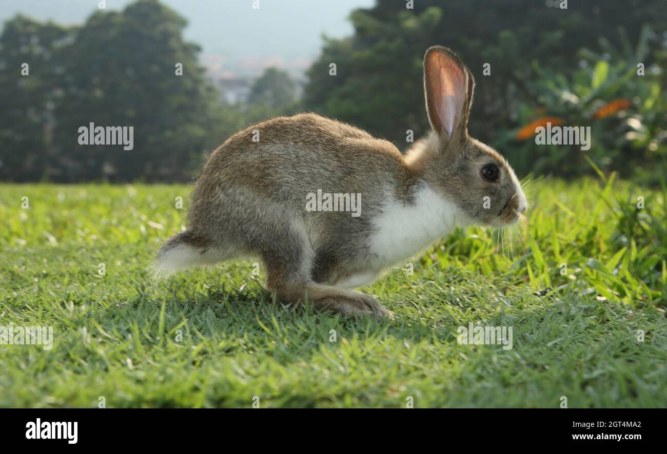Bunny ear sheep hi-res stock photography and images - Alamy