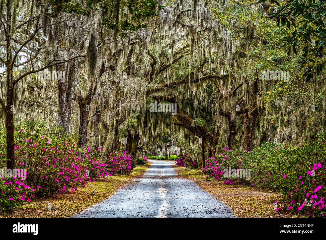 Row of azalea hi-res stock photography and images - Alamy