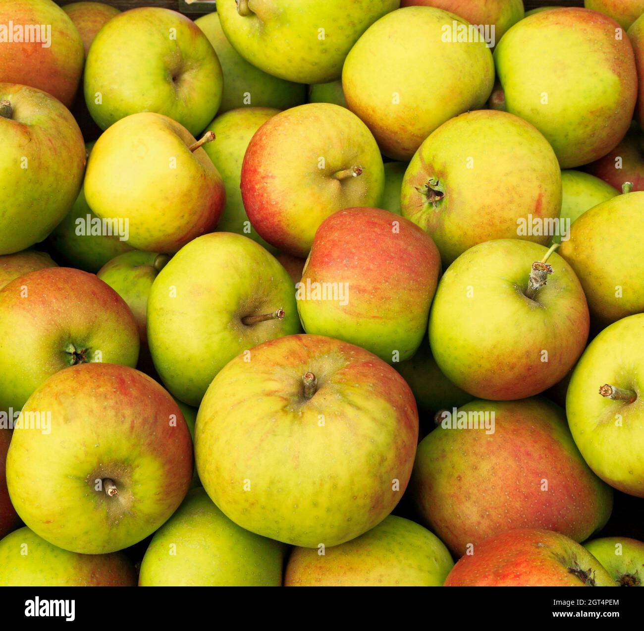 Apple 'Blenheim Orange', Apples, farm shop display, apples, fruit ...