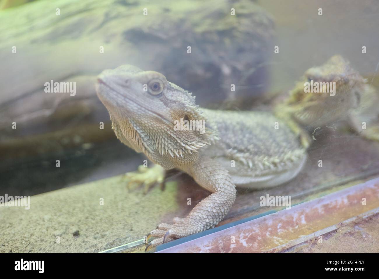 Bearded water dragon hi-res stock photography and images - Alamy