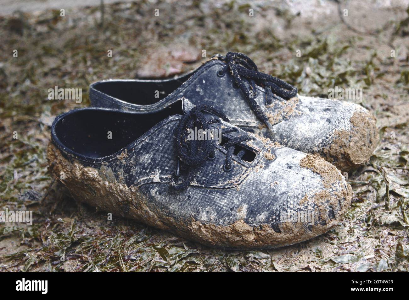 Humpback turtle hi-res stock photography and images - Alamy