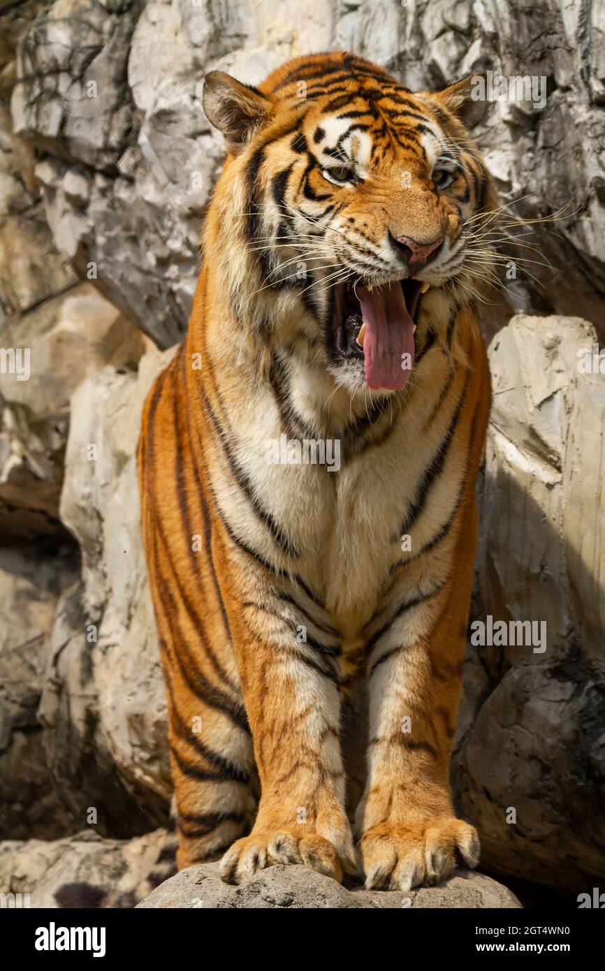 Tiger roaring rock hi-res stock photography and images - Alamy