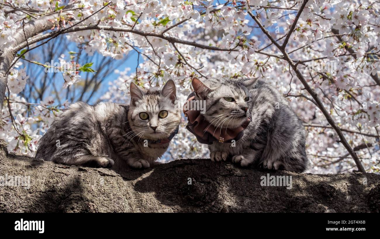 Domestic Cat Cherry Tree High Resolution Stock Photography and Images ...