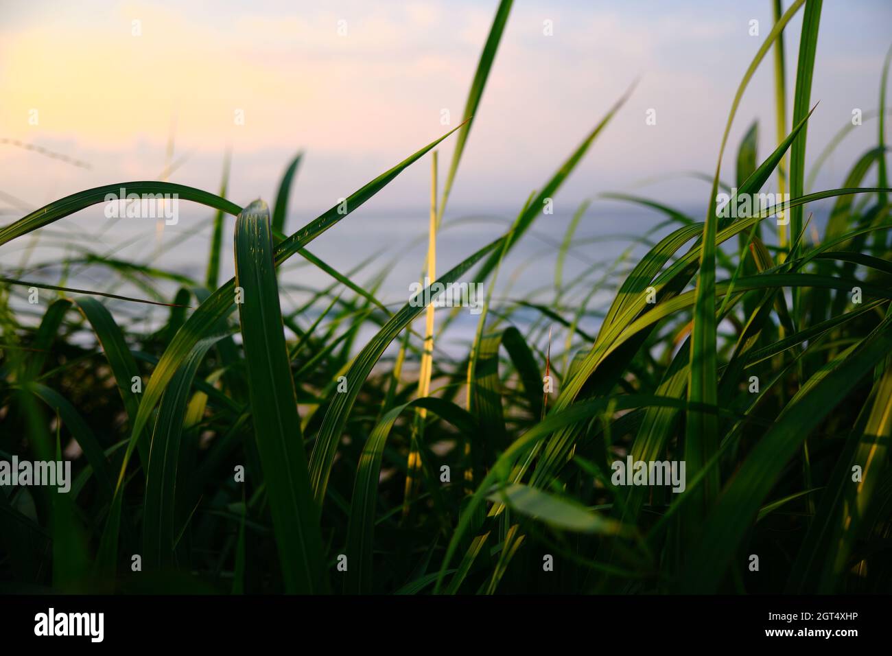 Close Up of Grase in the Morning Light Stock Photo - Alamy