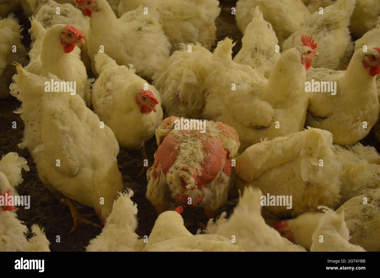 Breeder broiler hi-res stock photography and images - Alamy