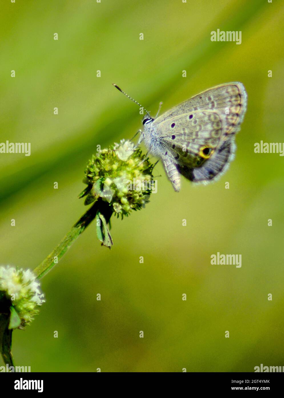 Miami blue butterfly hi-res stock photography and images - Alamy