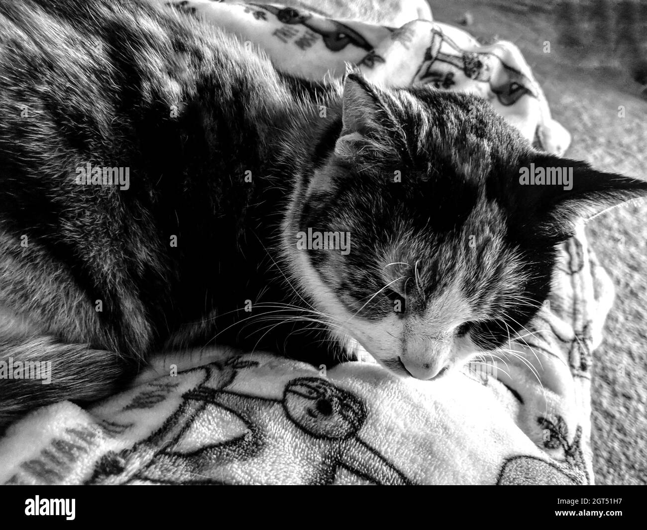 Curled up kitty Black and White Stock Photos & Images - Alamy