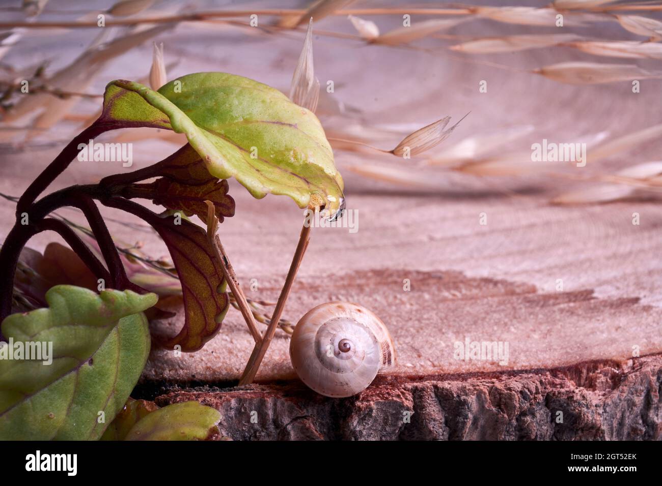 Hawaii land snail hi-res stock photography and images - Alamy