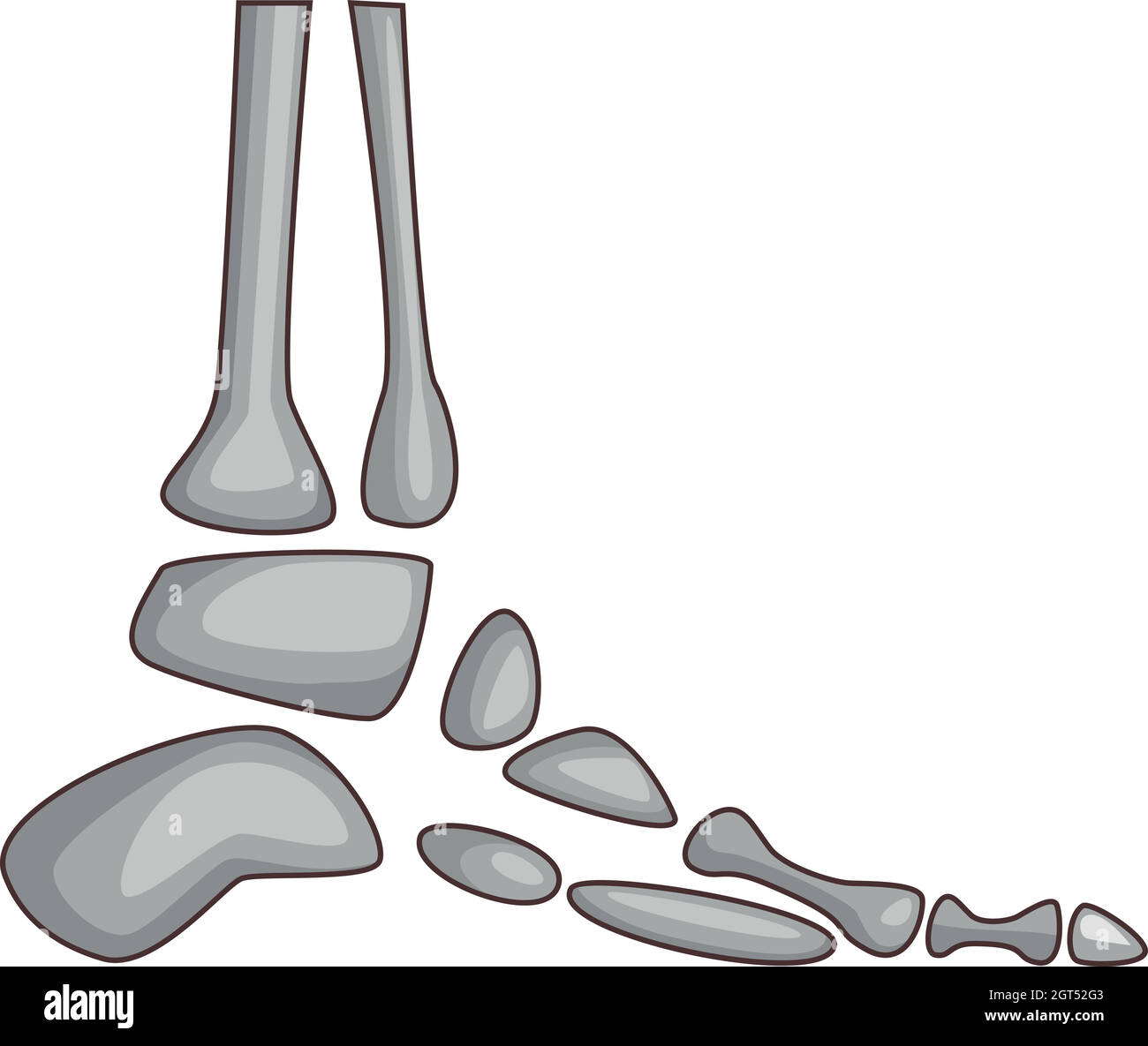 Human foot skeleton bones Stock Vector Images - Alamy