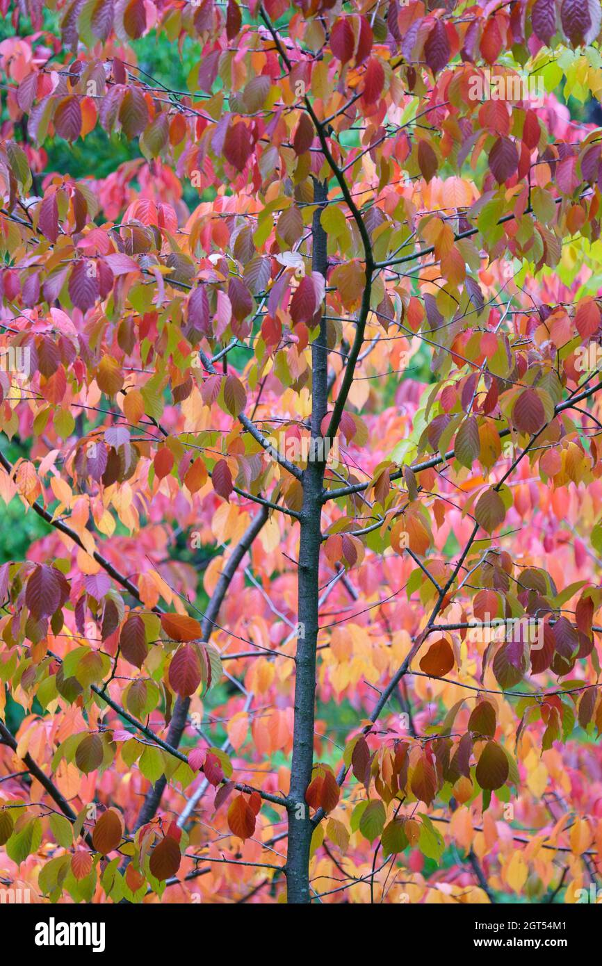 Autumn nature. Fall season concept. Elm bright red and orange leaves ...