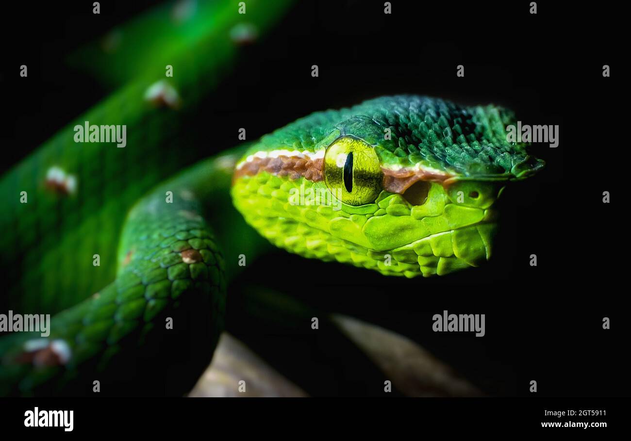 Green viper snake on black background hi-res stock photography and ...